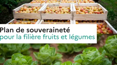 Plan de souveraineté de la filière fruits et légumes : 8 millions d’euros dédiés à la rénovation ...