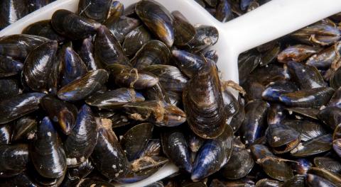 La moule de bouchot, une « Spécialité traditionnelle garantie ...