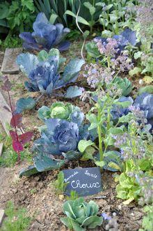 Légumes et lien social : le potager des Lilas, lieu de partage ...