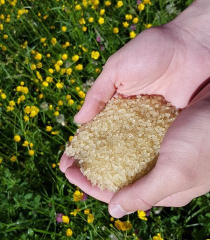 Lactips, l'emballage nouvelle génération à base de lait | Ministère de ...