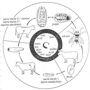 Maladies animales: l'hypodermose bovine ou maladie du varron ...