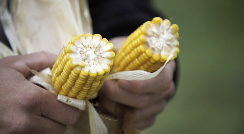 Qu'est-ce qu'un OGM ? | Ministère de l'Agriculture et de l'Alimentation