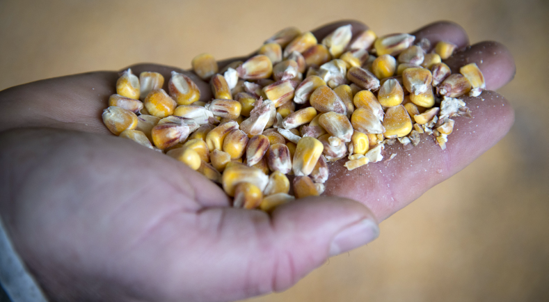 Qu'est-ce qu'un OGM ? | Ministère de l'Agriculture et de l'Alimentation