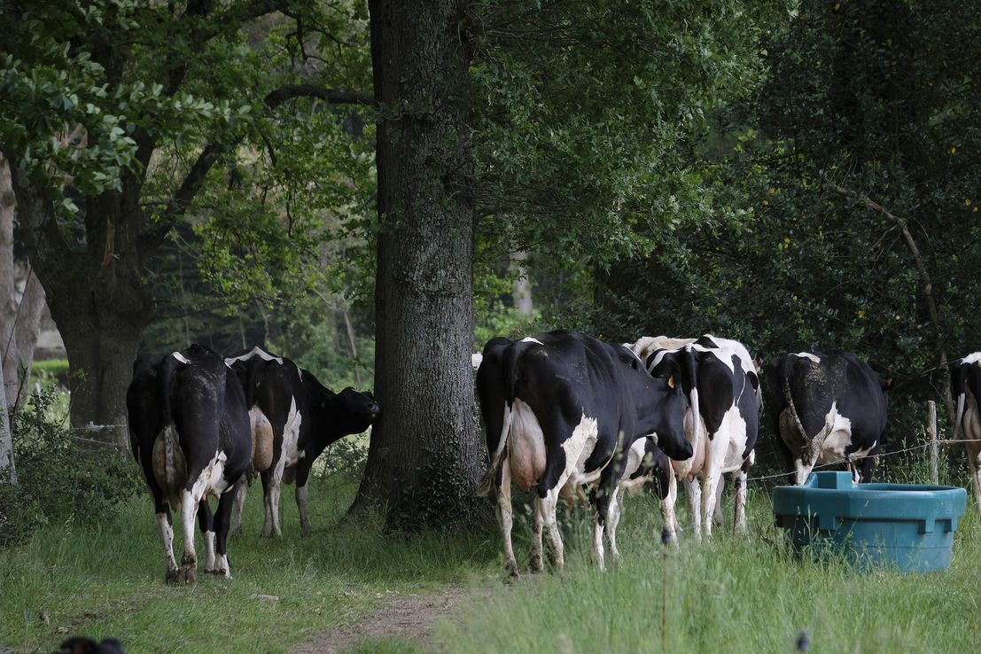 Les haies, un atout pour l’environnement et la productivité des ... Les haies, un atout pour l’environnement et la productivité des ...