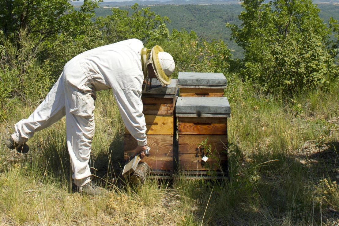 Rencontre avec le référent national en apiculture du ministère de l ...