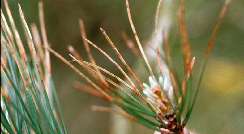 Maladie des bandes rouges sur pin Laricio, le point 2015-2016 ...